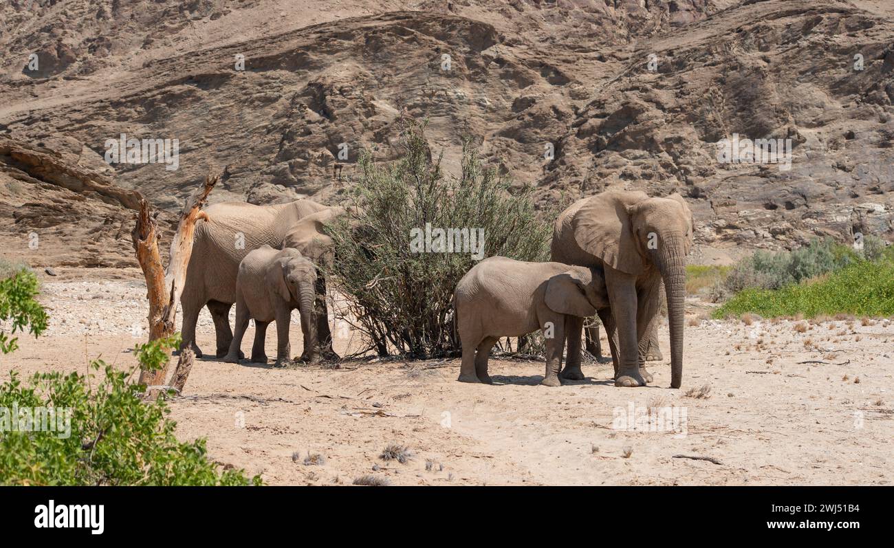 Namibia elephant in etosha hi-res stock photography and images - Alamy