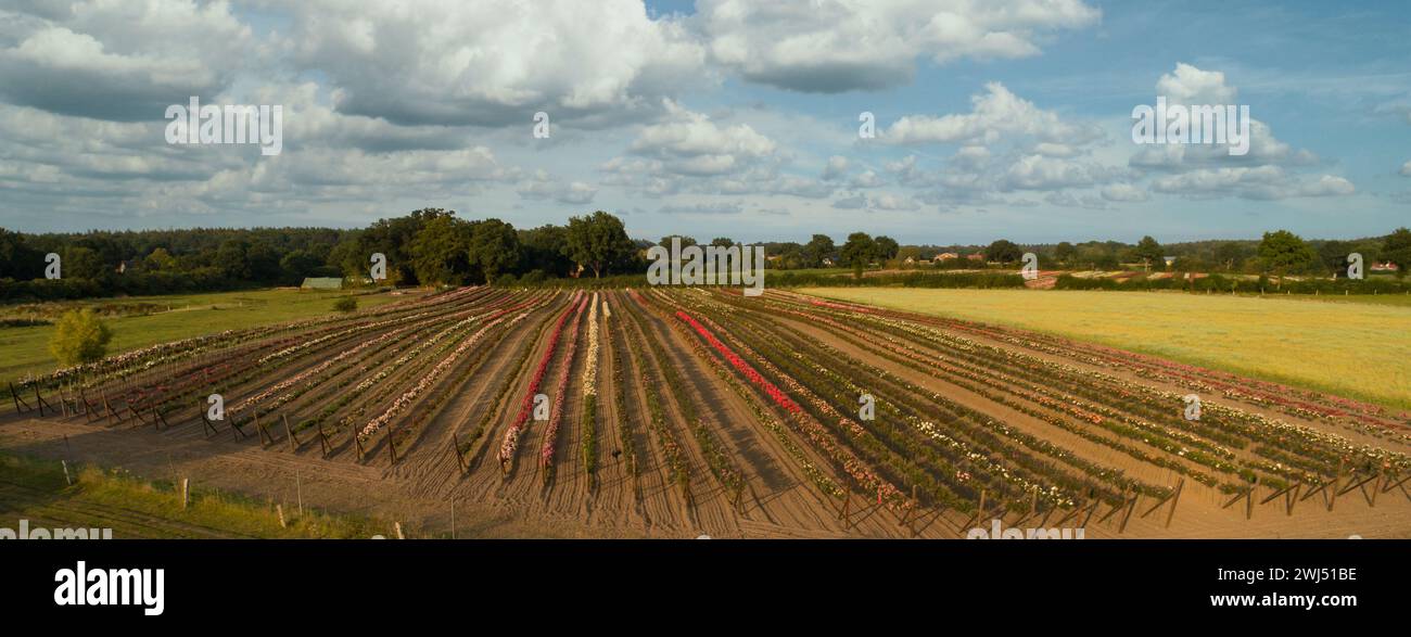 Rosenplantage hi-res stock photography and images - Alamy