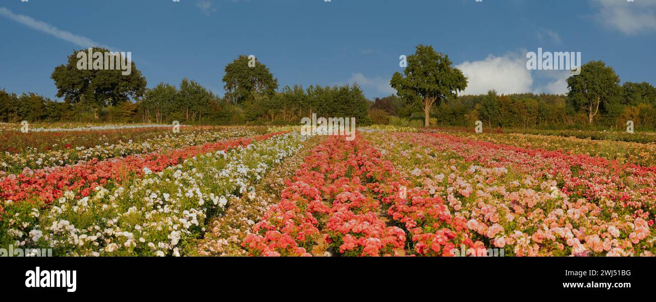 Aerial view rose fields hi-res stock photography and images - Alamy