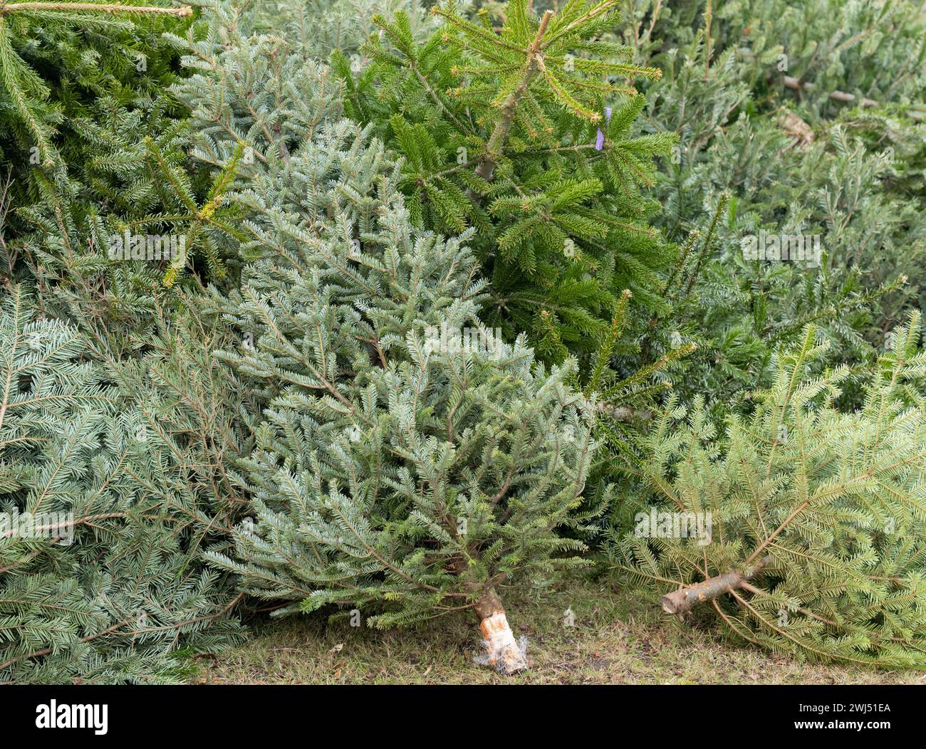 Christmas tree disposal after Christmas, Waste disposal Stock Photo - Alamy