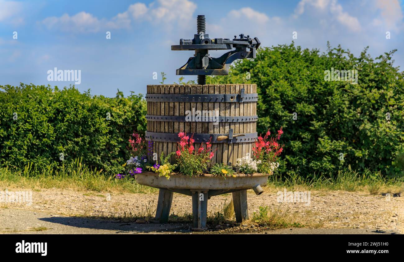 Old wooden barrel wine press with grapevines in the background at a ...