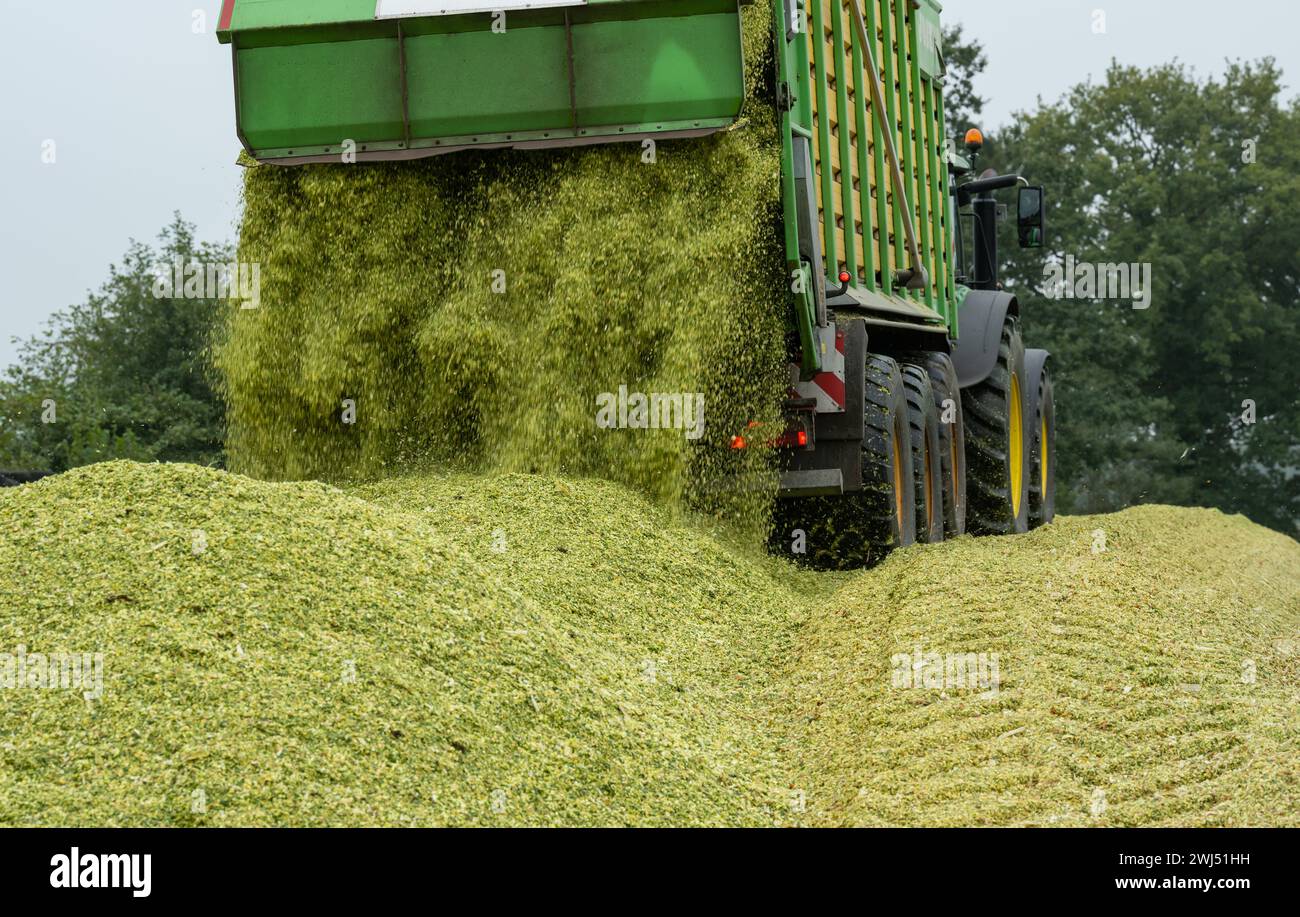 Tractor on a corn silage during the corn harvest Stock Photo - Alamy