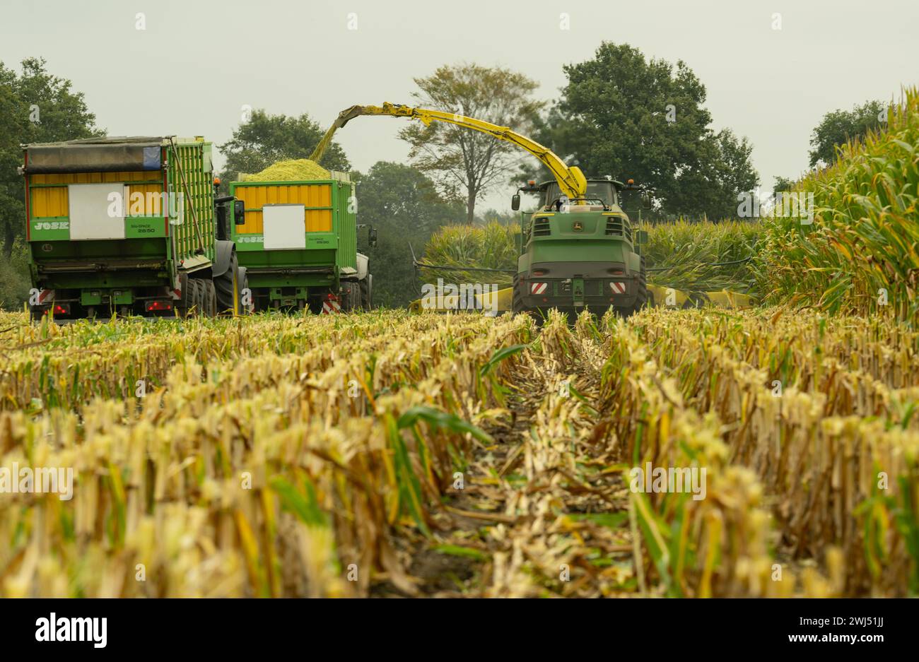 Agricultural machinery tractor and chopper during the corn harvest ...
