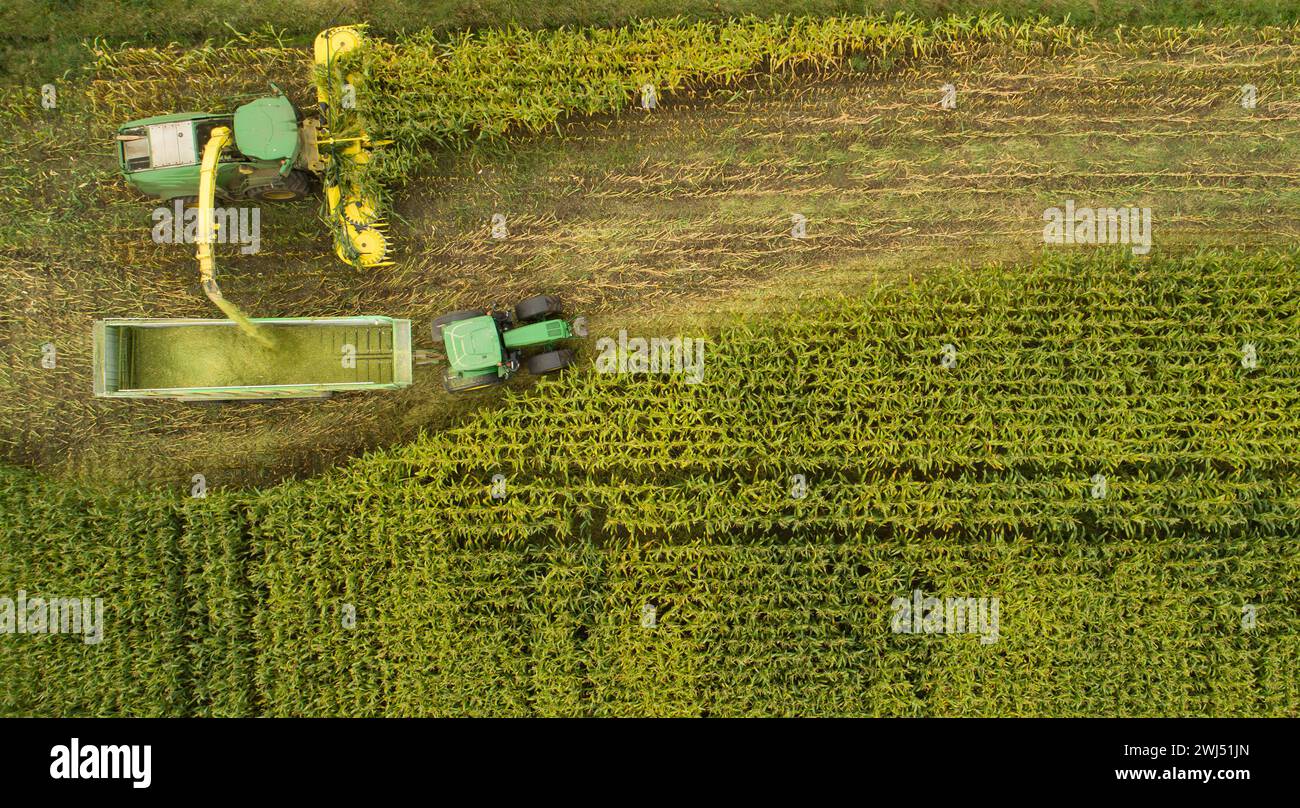 Agricultural machinery tractor and chopper during the corn harvest ...