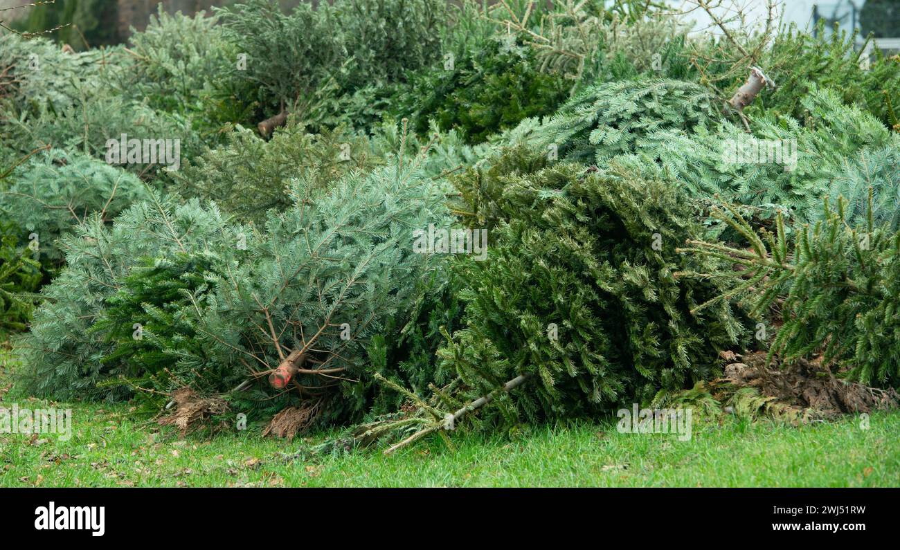 Christmas tree disposal after Christmas, Waste disposal Stock Photo - Alamy Christmas tree disposal after Christmas, Waste disposal Stock Photo - Alamy
