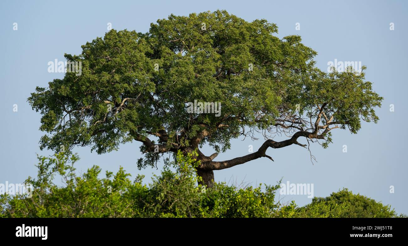 Hluhluwe Imfolozi Park Nature Reserve South Africa Stock Photo - Alamy