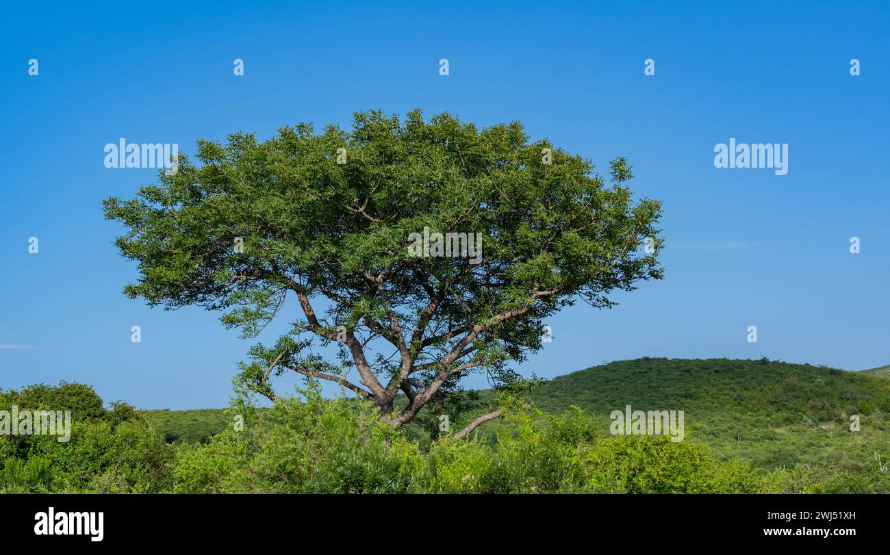 Trees and in the background the nature reserve Hluhluwe Imfolozi Park ...