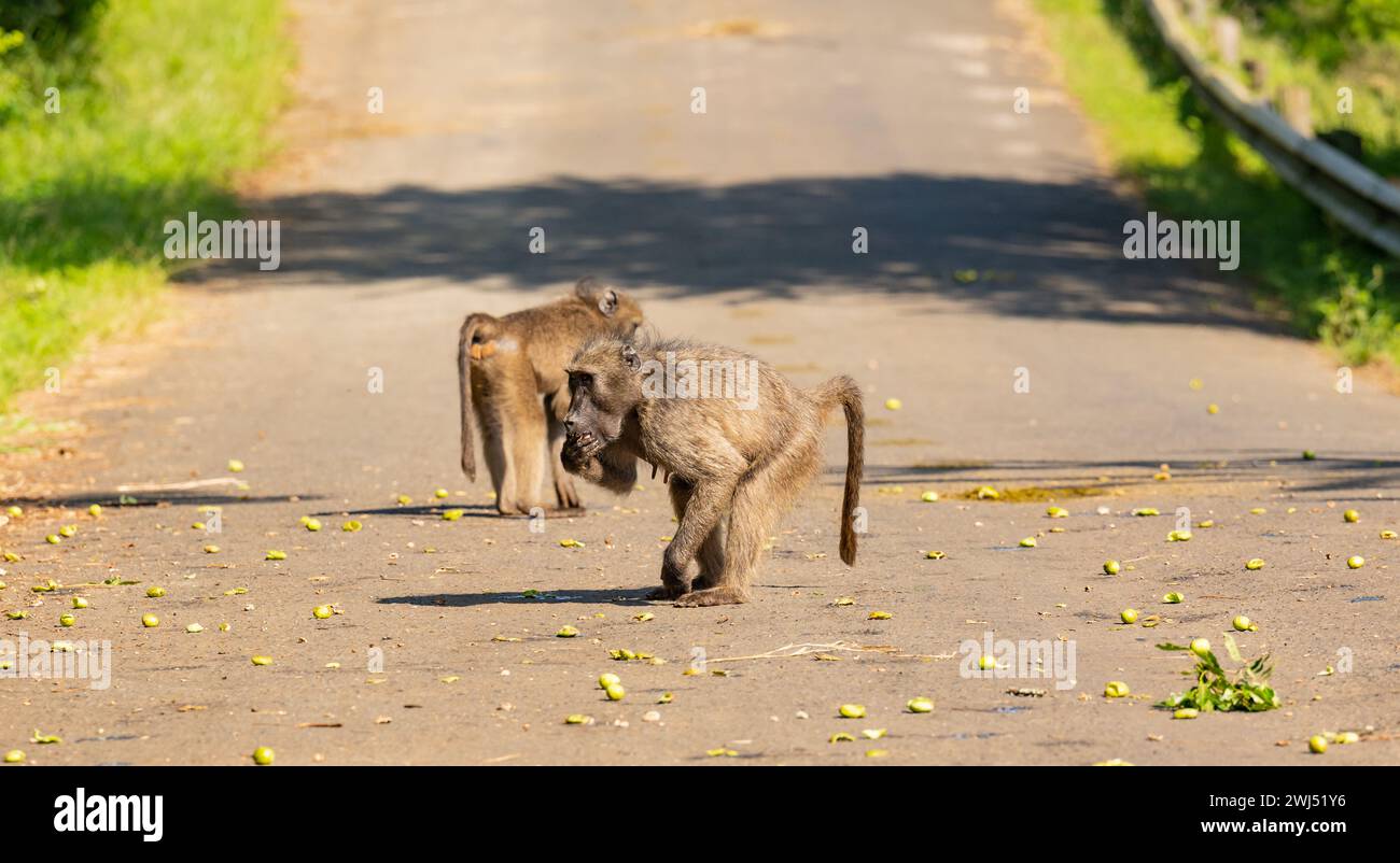 Chakma baboons hi-res stock photography and images - Alamy
