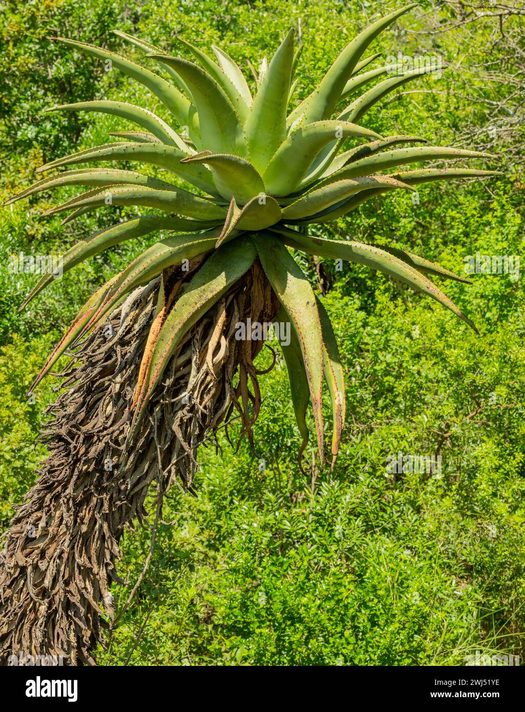 African aloe in bush landscape from nature reserve Hluhluwe National ...