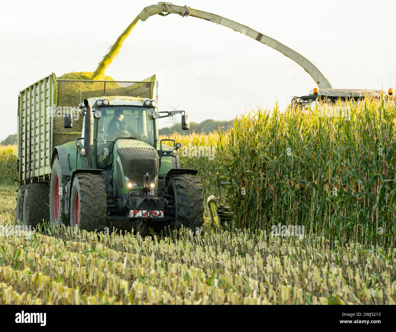 Tractor and corn chopper during corn harvest Stock Photo - Alamy