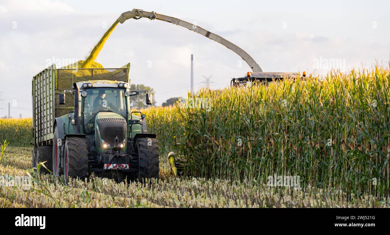 Tractor and corn chopper during corn harvest Stock Photo - Alamy