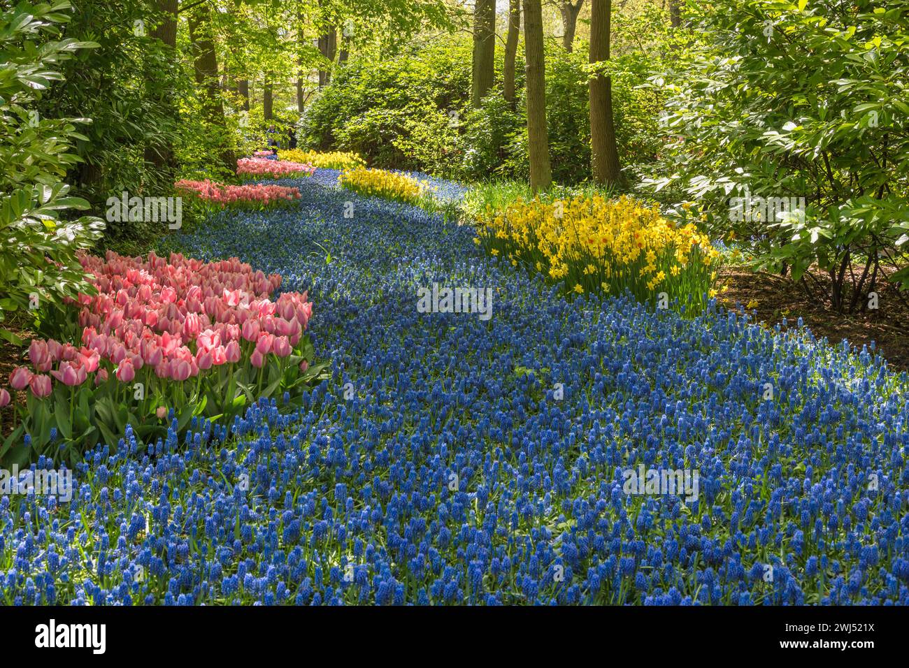 Spring Grape Hyacinth field in garden at Lisse near Amsterdam Holland ...
