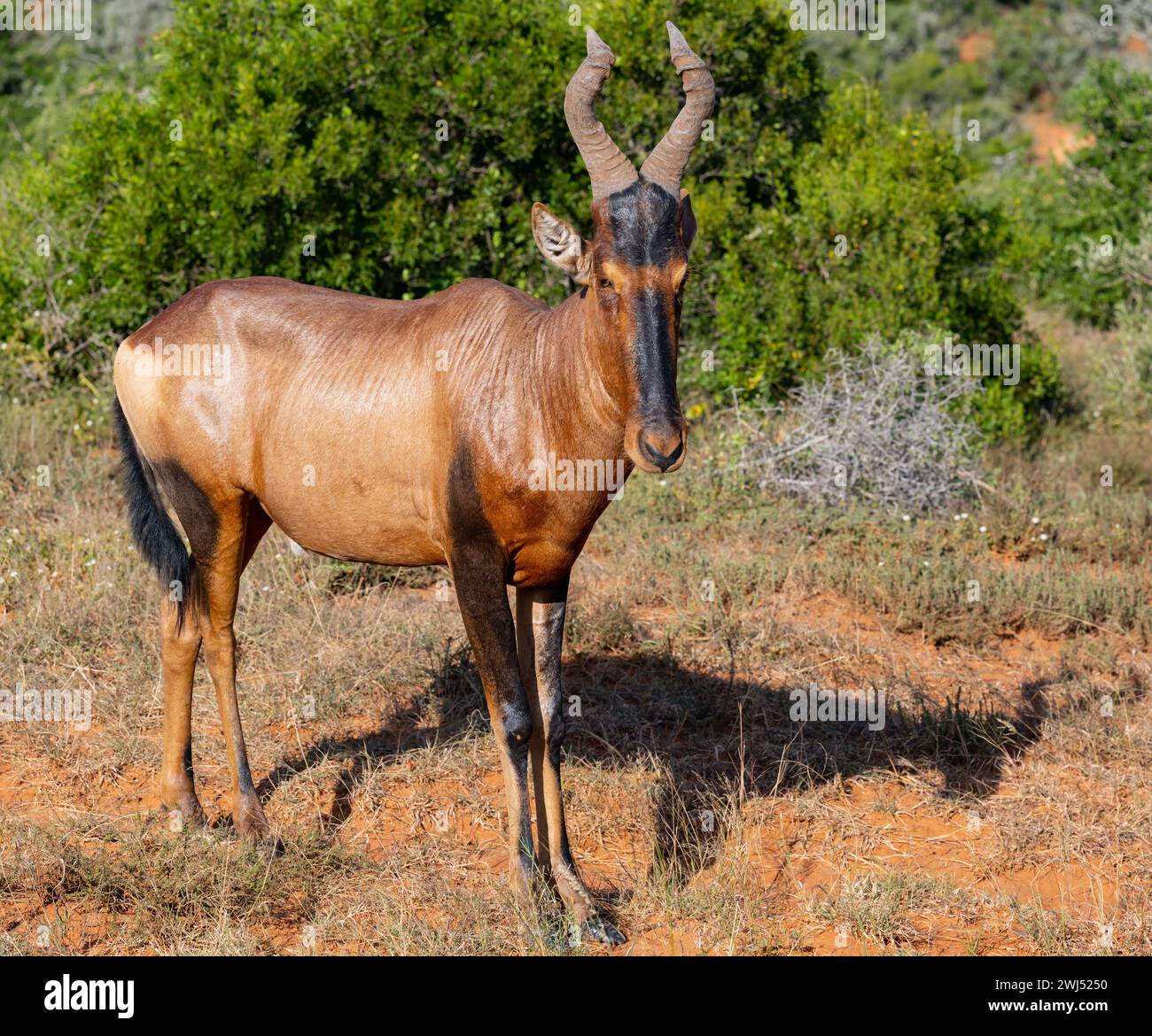 Red hartebeest antelope in the wild and savannah landscape of Africa ...