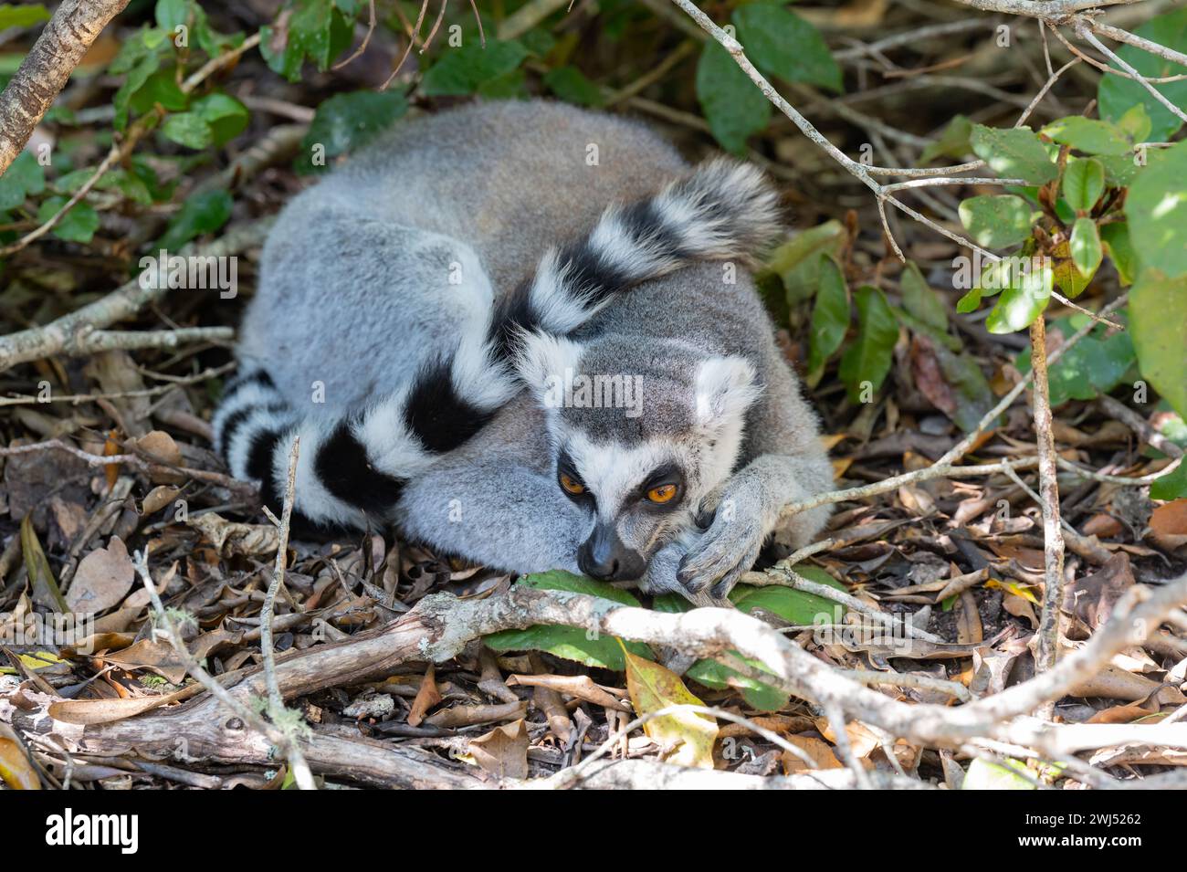 Ring tailed Lemurs in a bush landscape in South Africa Stock Photo - Alamy
