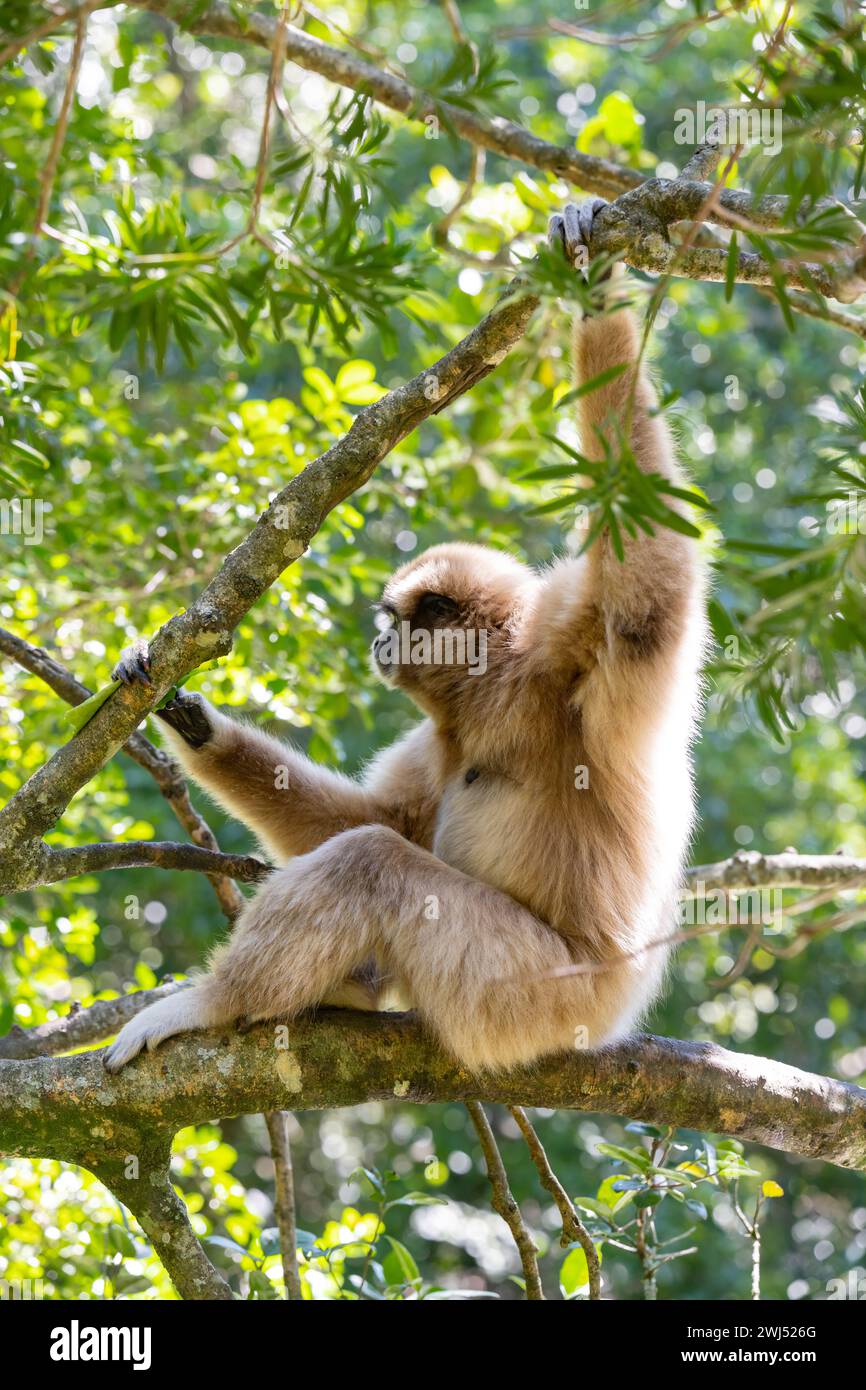 Groaye menschenaffen hi-res stock photography and images - Alamy