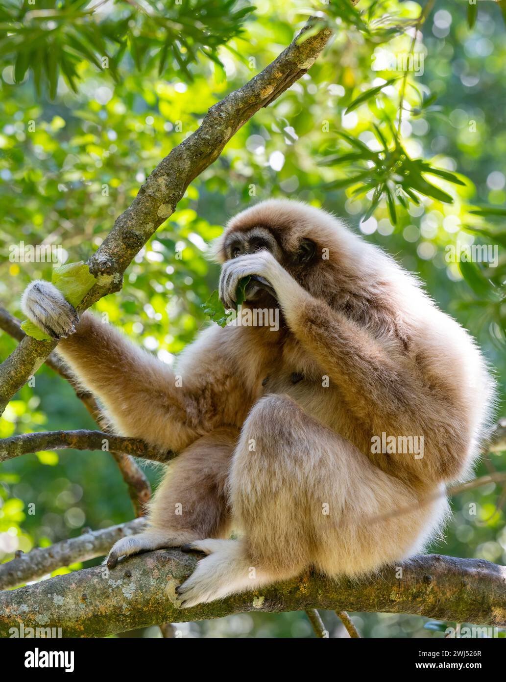 Gibbon apes hi-res stock photography and images - Alamy