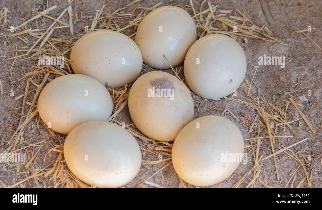 Primordial pine bird hi-res stock photography and images - Alamy