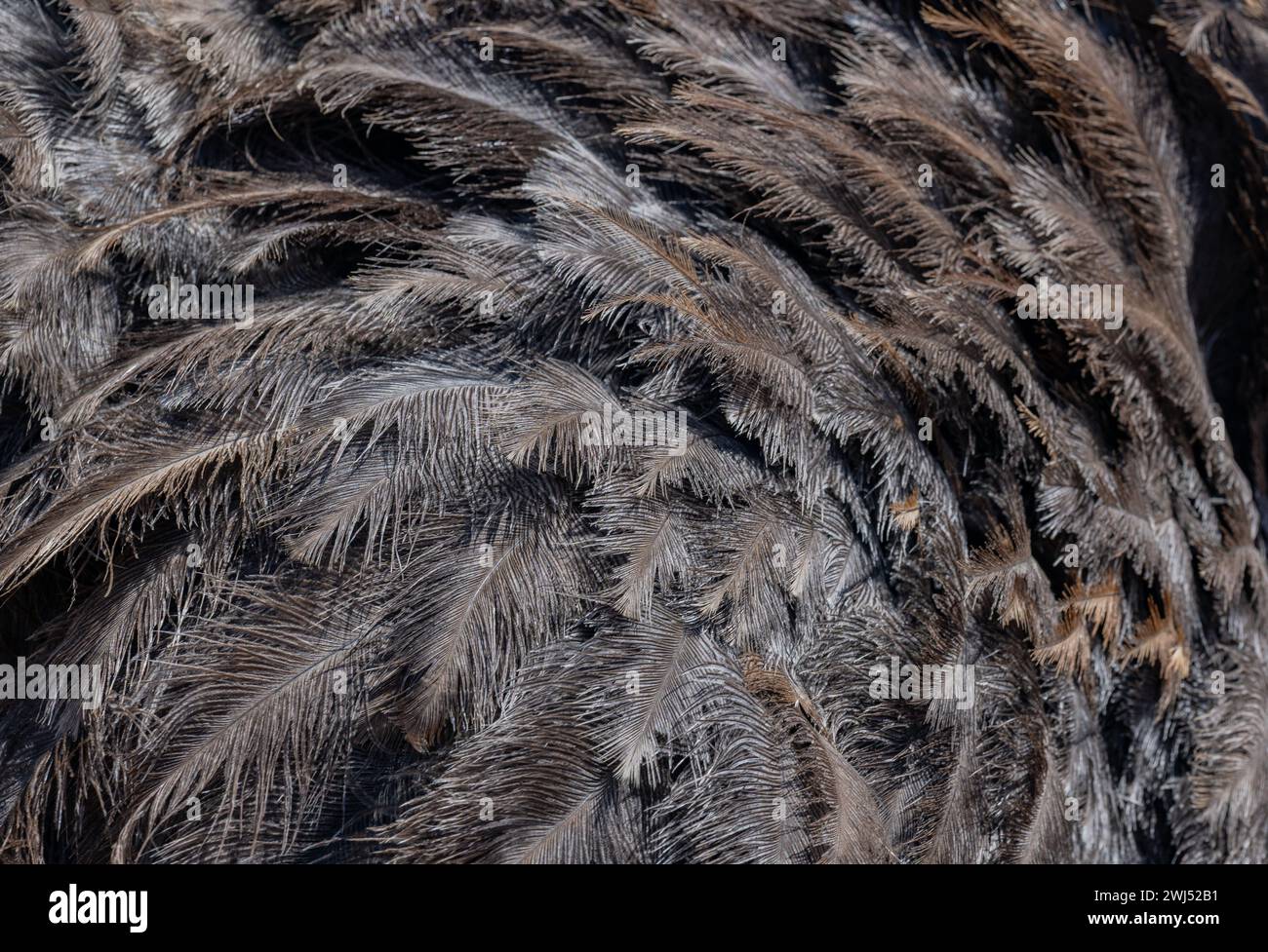 Ostrich feather from a male African ostrich as a background Stock Photo ...