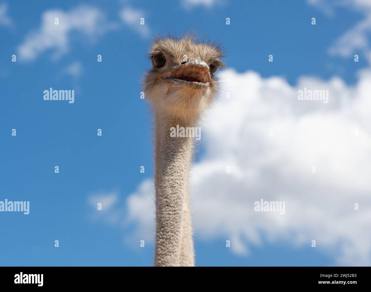 African ostrich at an ostrich farm closeup South Africa Stock Photo - Alamy