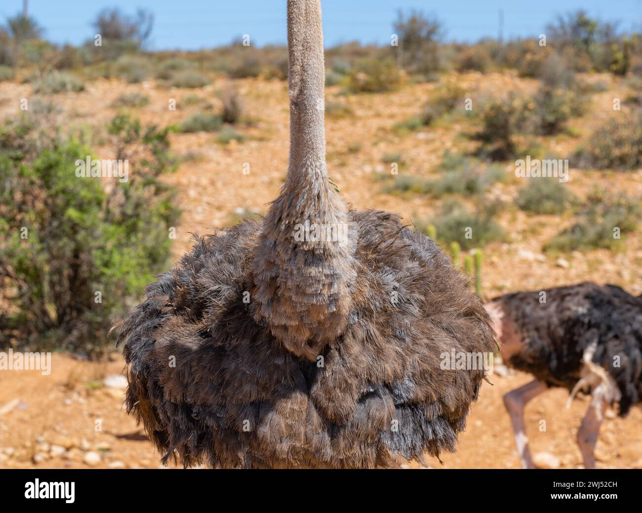 Body of an African ostrich at an ostrich farm in close-up South Africa ...