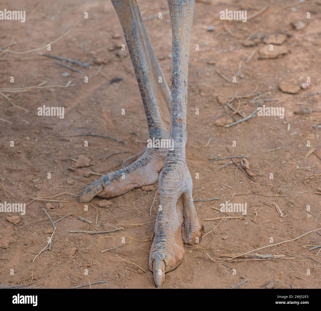 Close-up of the foot and claw of an African ostrich Stock Photo - Alamy