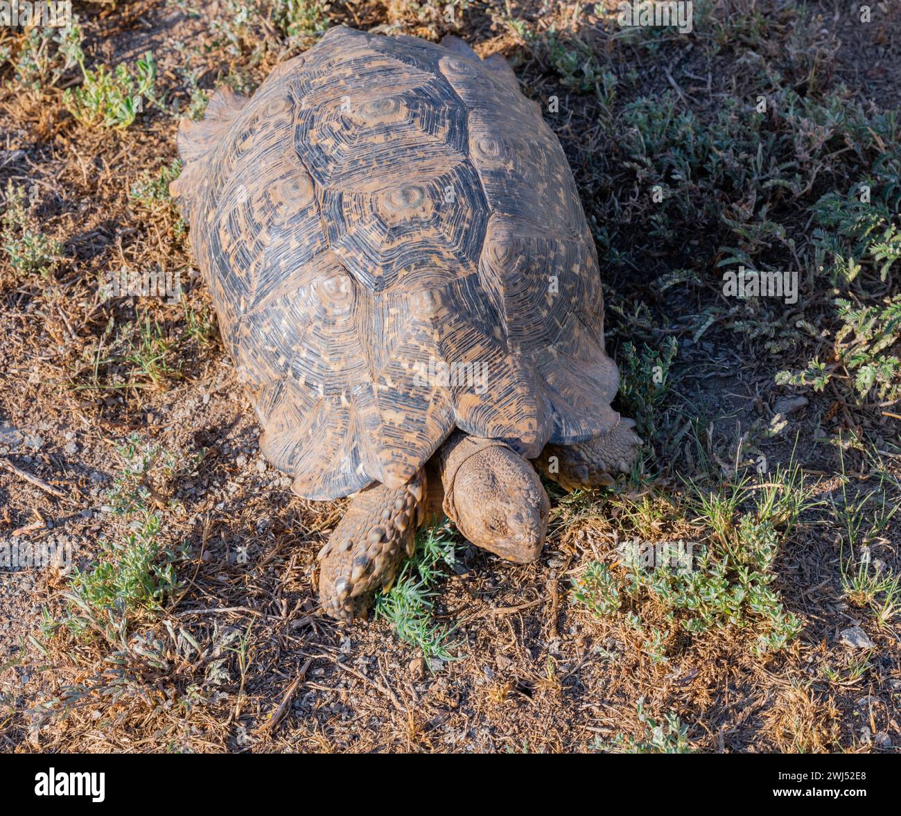 Leopard tortoise in the wild and savannah landscape of Africa Stock ...