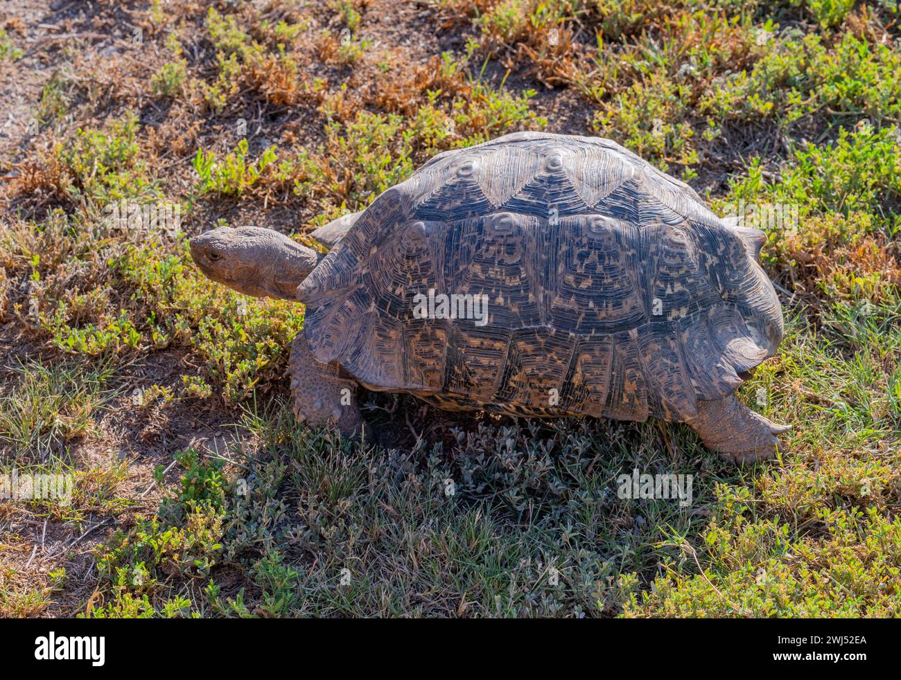 Leopard tortoise in the wild and savannah landscape of Africa Stock ...