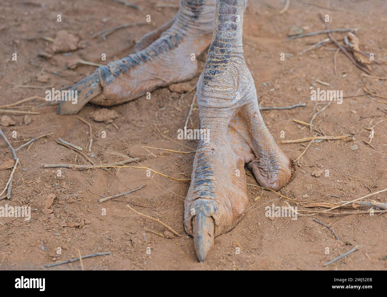 Close-up of the foot and claw of an African ostrich Stock Photo - Alamy