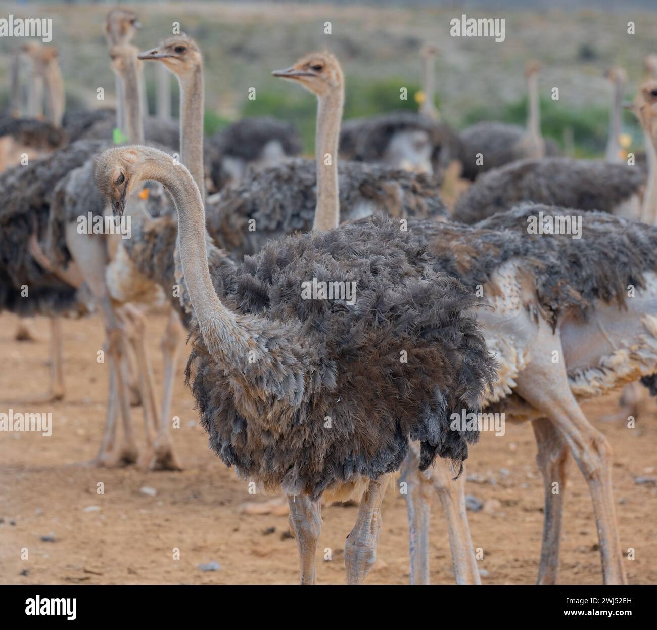 Prehistoric farm hi-res stock photography and images - Alamy