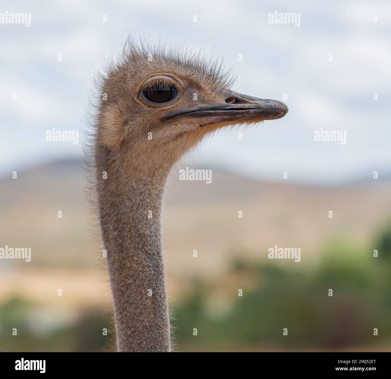 Strauayenhenne hi-res stock photography and images - Alamy