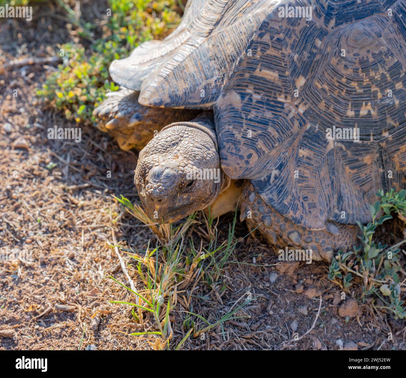 Leopard tortoise in the wild and savannah landscape of Africa Stock ...
