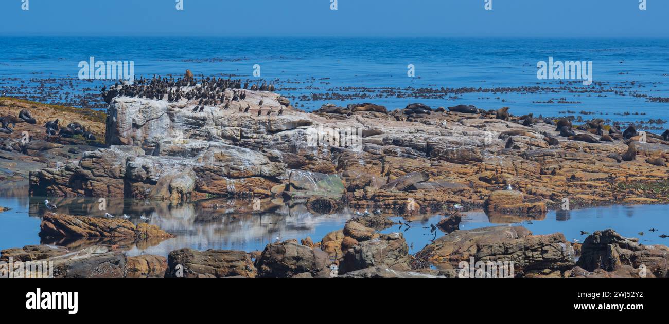 Fur seals or sea lions and cormorants on sea rocks at the Cape of Good ...
