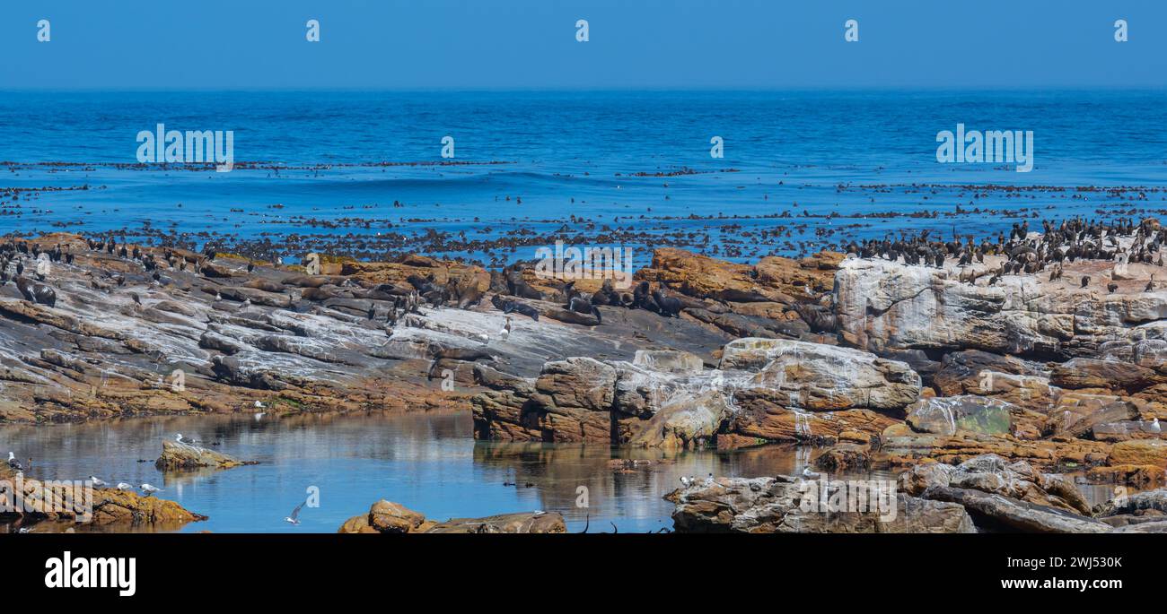 South African fur seals or sea lions and cormorants on sea rocks at the ...