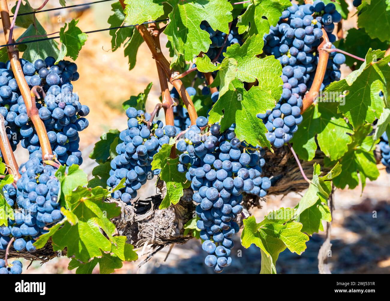 Grape variety Pinotage vine on the vine in the wine-growing region of ...