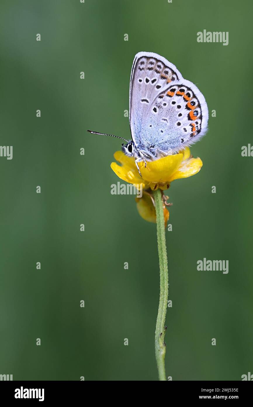 Lycaeides idas hi-res stock photography and images - Alamy