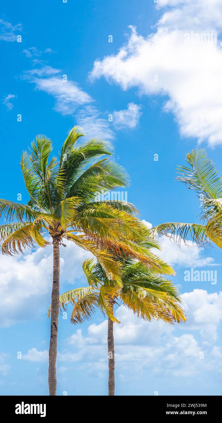 Beautiful blue ocean green trees hi-res stock photography and images ...