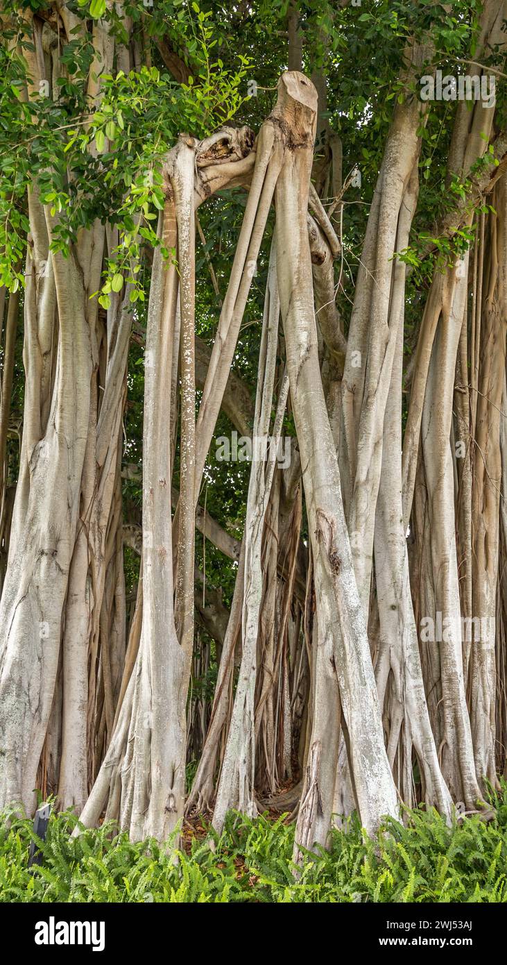 Banyan in botanical garden hi-res stock photography and images - Alamy