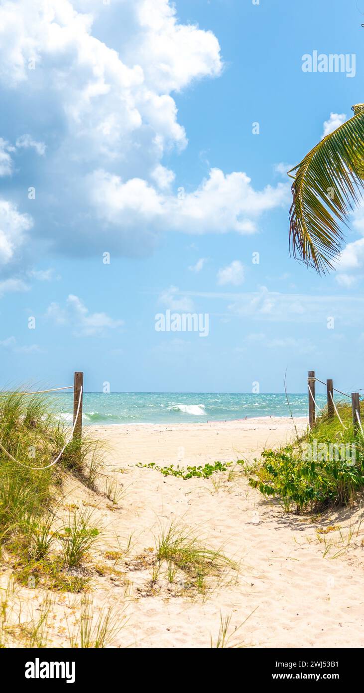 Florida beach sand dunes grass hi-res stock photography and images - Alamy