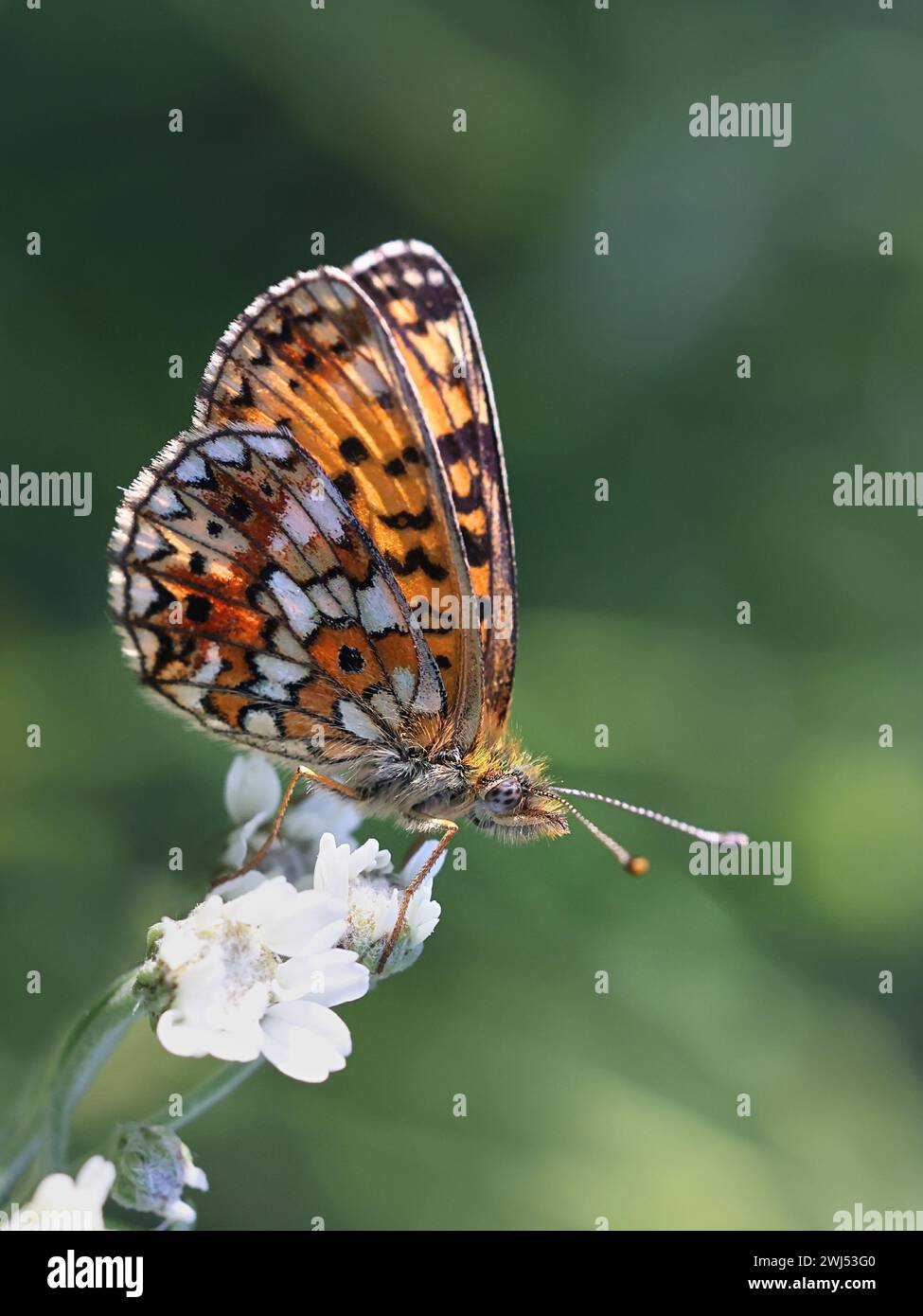 Small pearl-bordered fritillary, Boloria selene, also known as silver ...