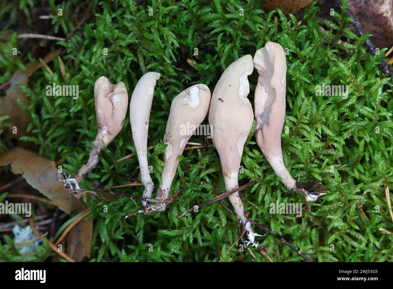 Club clavariadelphus ligula hi-res stock photography and images - Alamy