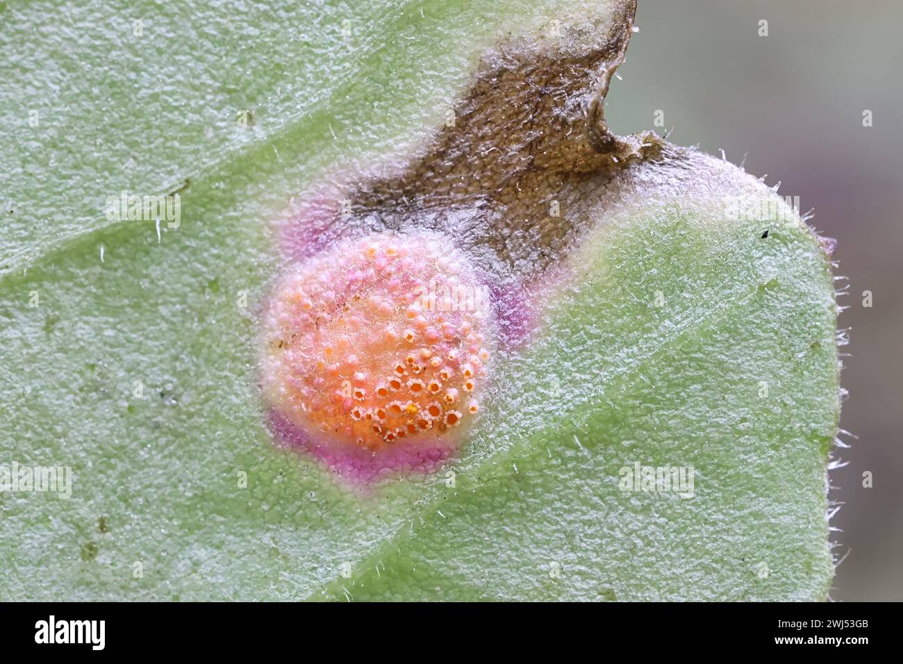Puccinia poarum, known as the coltsfoot rust gall or meadow grass rust ...