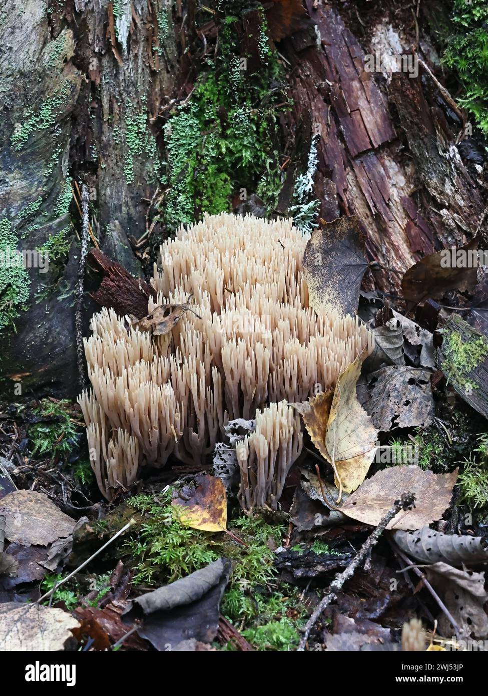Ramaria stricta var concolor hi-res stock photography and images - Alamy