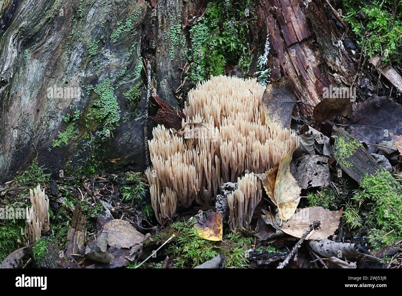 Ramaria stricta var concolor hi-res stock photography and images - Alamy