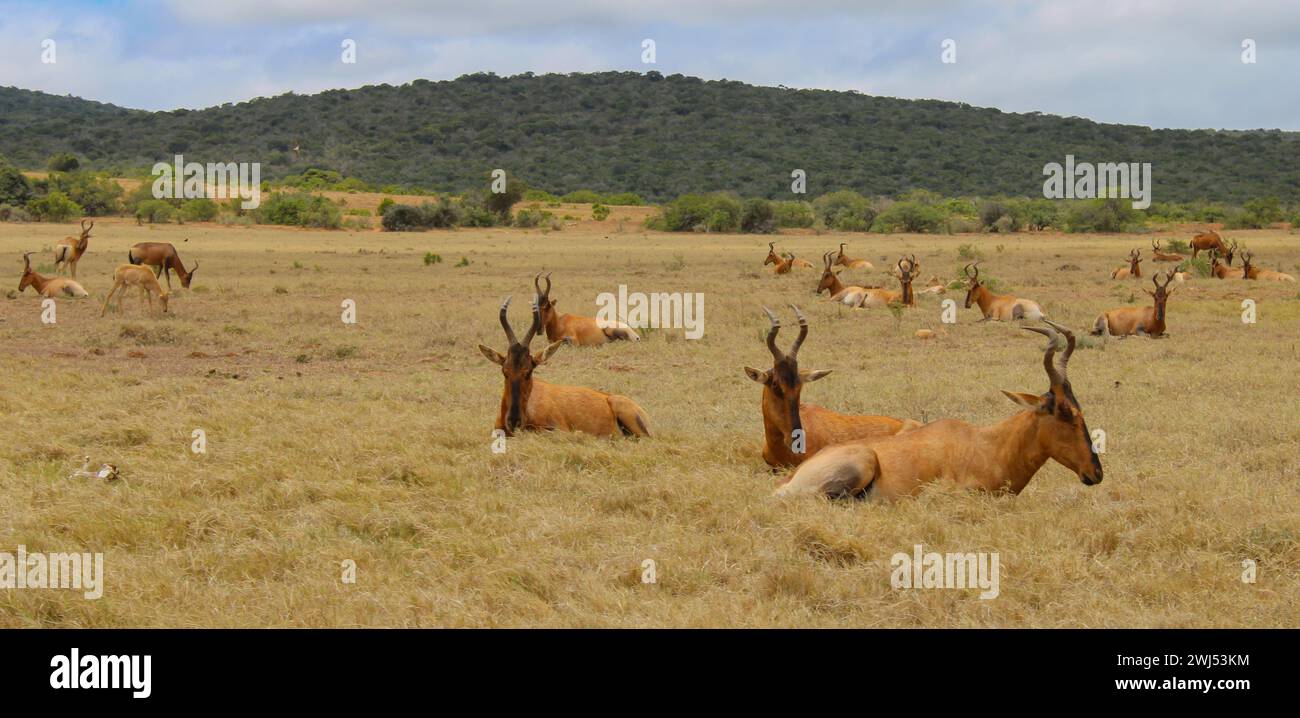 Red hartebeest antelope in the wild and savannah landscape of Africa ...