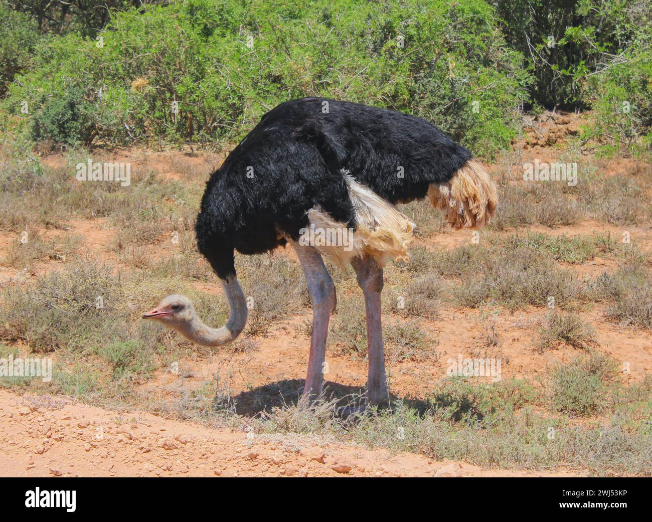 Ostrich in the wild and savannah landscape of Africa Stock Photo - Alamy