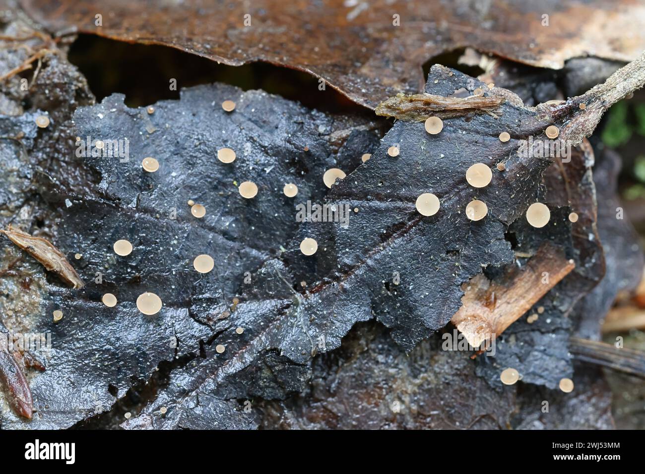 Rutstroemia conformata, also called Ciboria conformata, tiny cup fungus ...