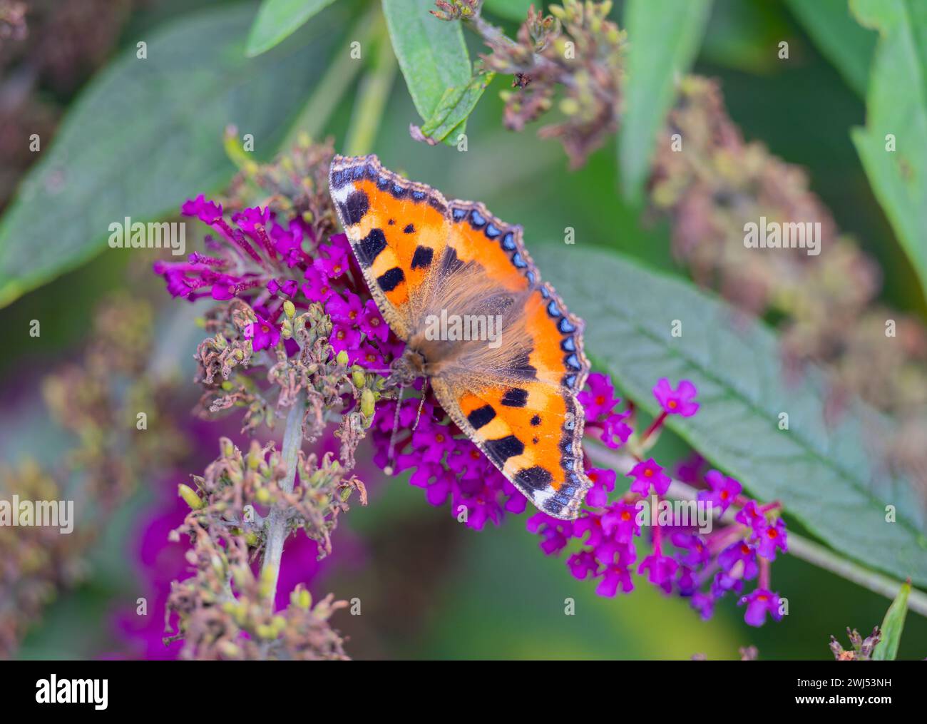 Small fox tortoiseshell, fox butterfly on a flower blossom Stock Photo ...