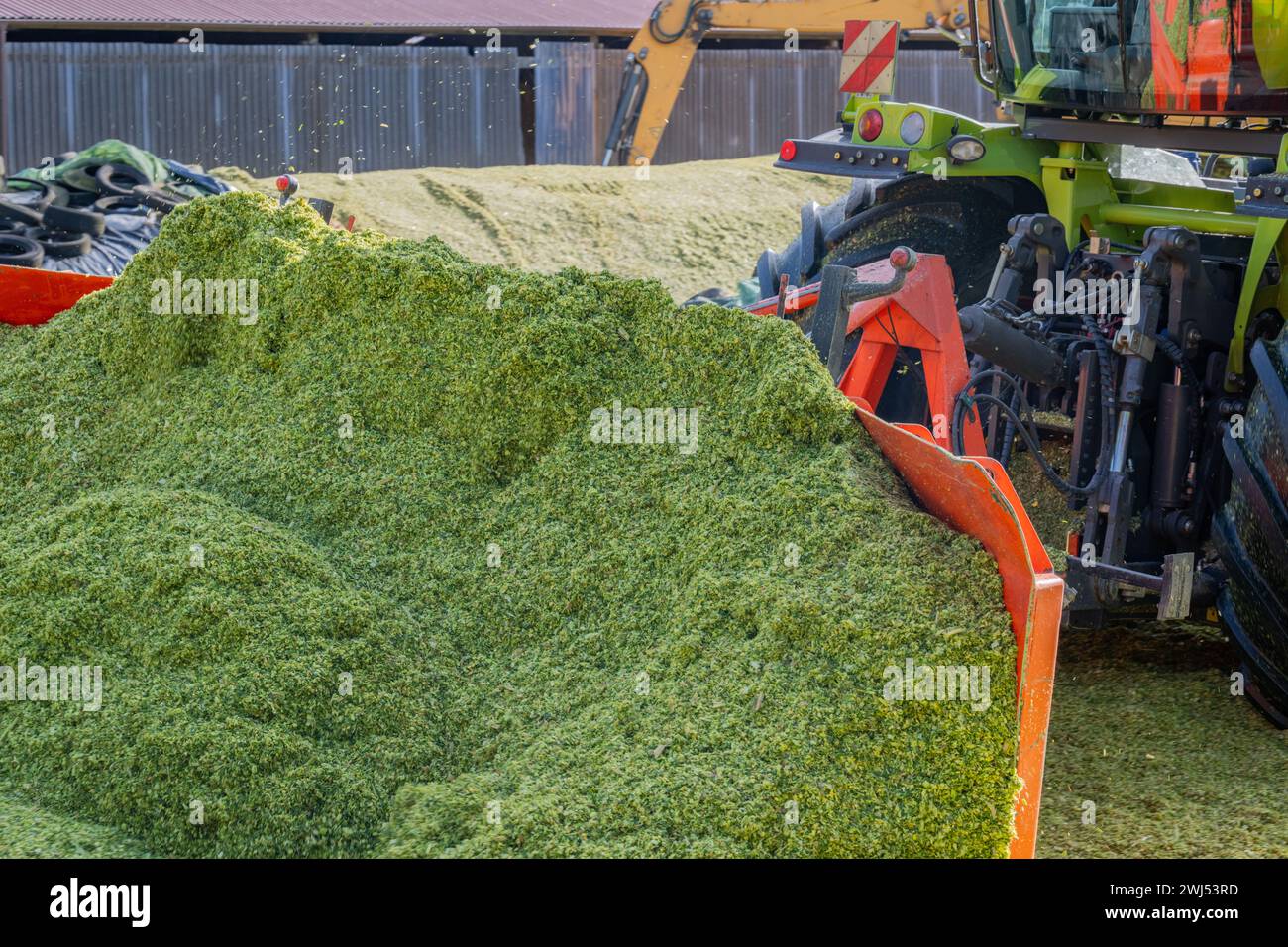 Fresh maize is spread on a maize silage Stock Photo - Alamy