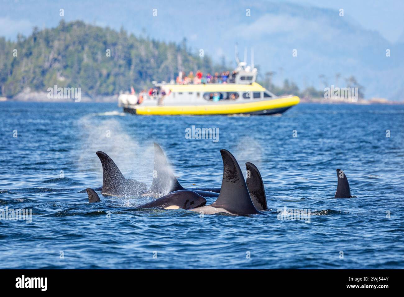 Wild Killer Whale Watching at Vancouver Island Stock Photo - Alamy