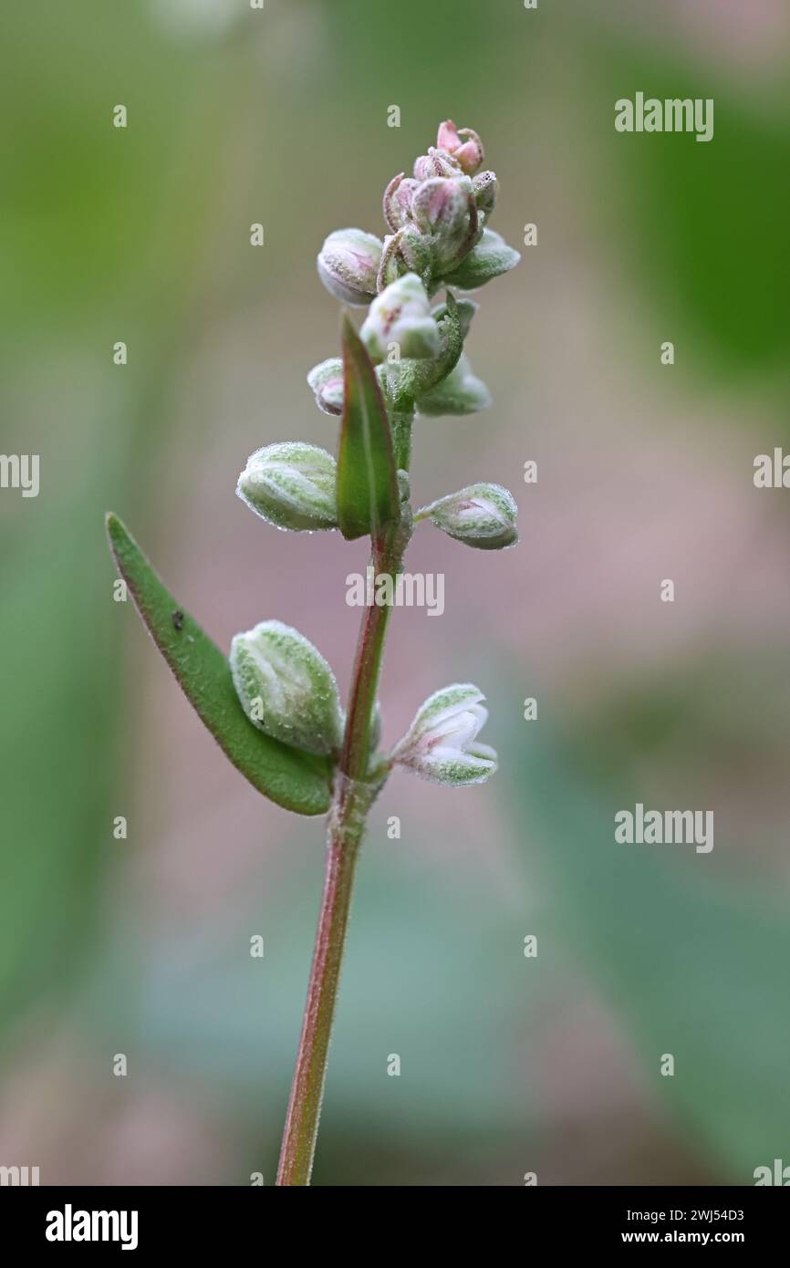 Black Bindweed, Fallopia convolvulus, also known as Bearbind, Climbing ...